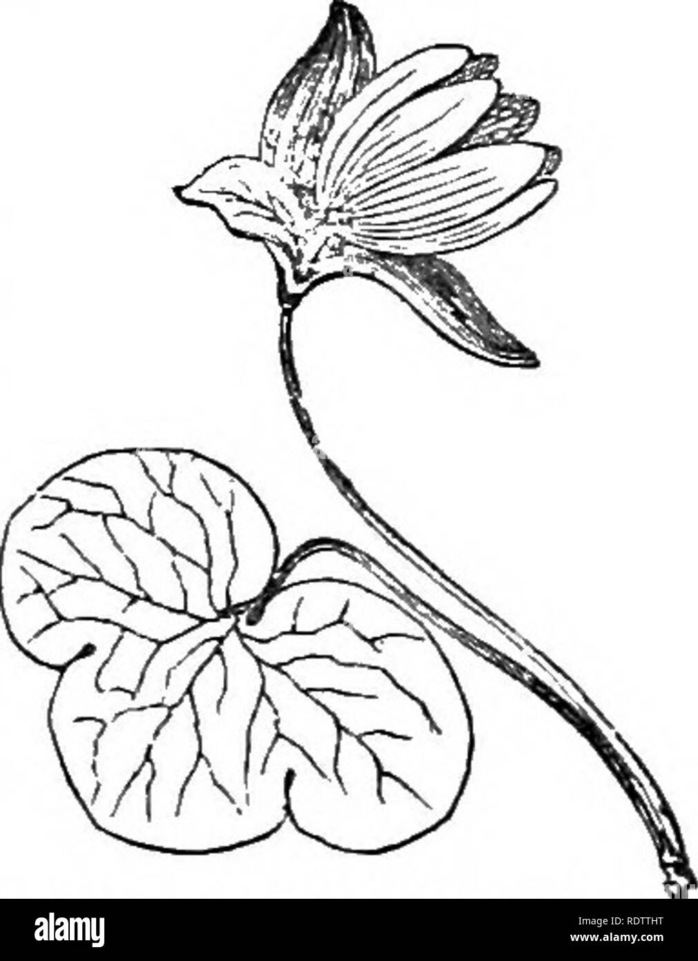 coloring pages sepals