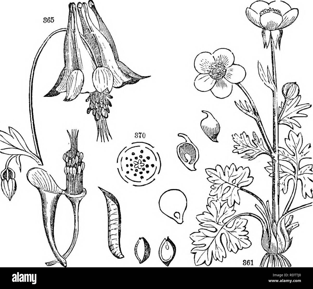 . Leaves and flowers : or, Object lessons in botany with a flora ...