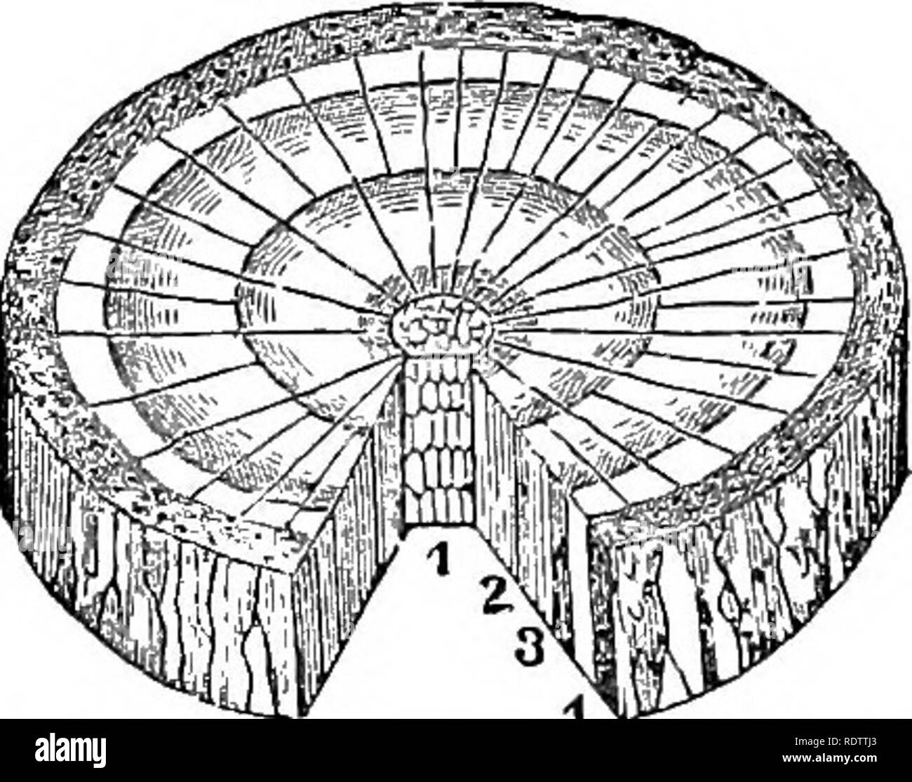 Cross section elm tree Black and White Stock Photos & Images - Alamy