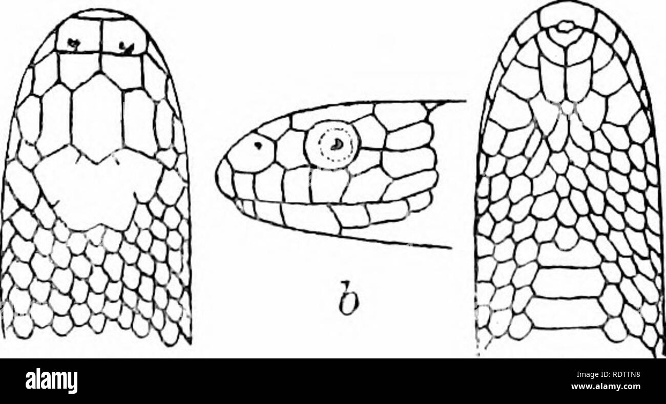 . The snakes of the Philippine Islands. Snakes. 226 SNAKES OF THE ...