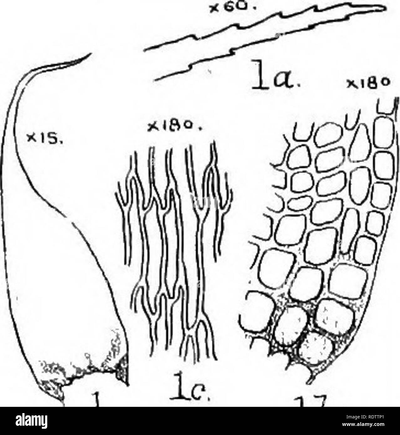 Club Mosses Diagram