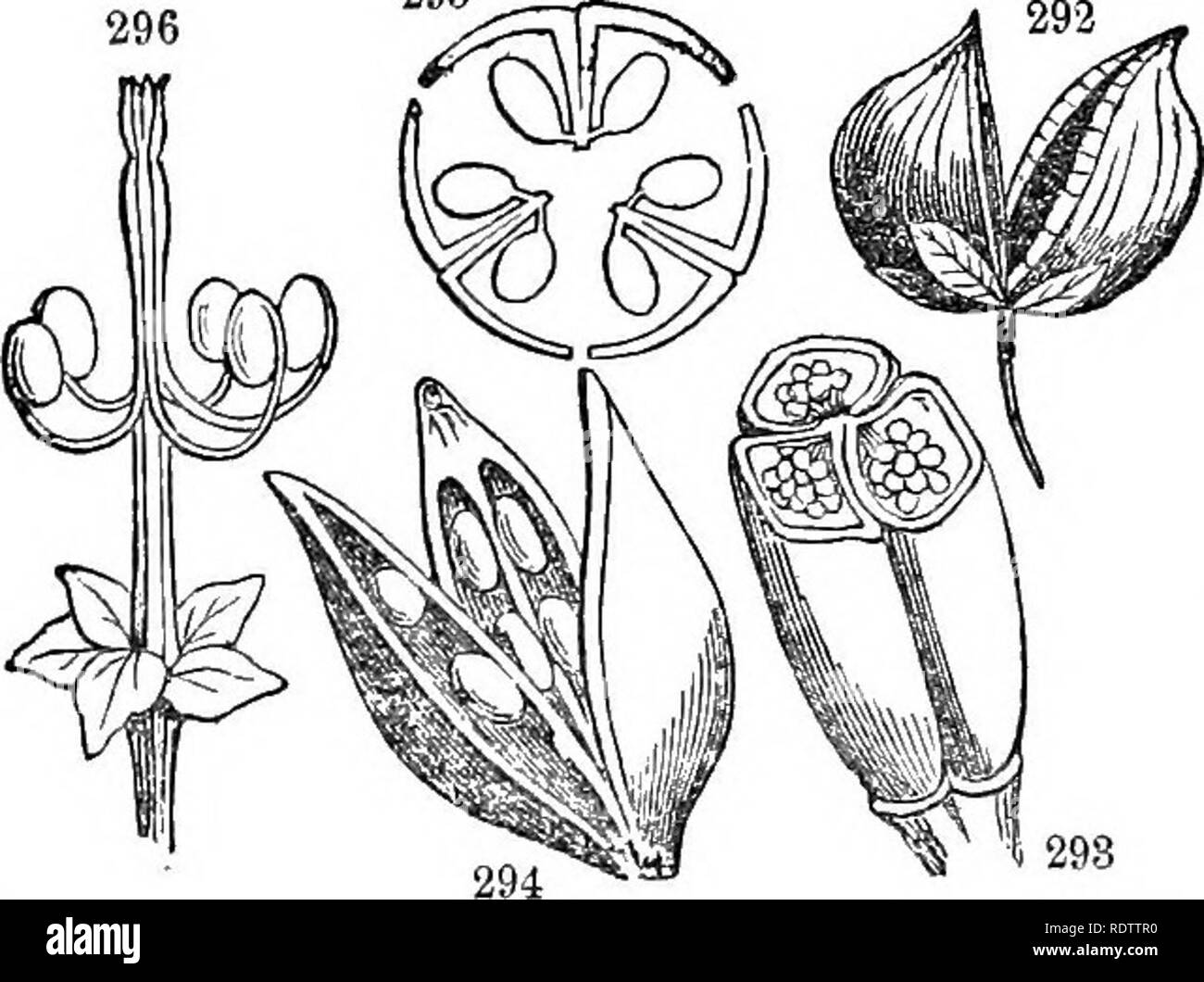 Long And Short Objects Drawing