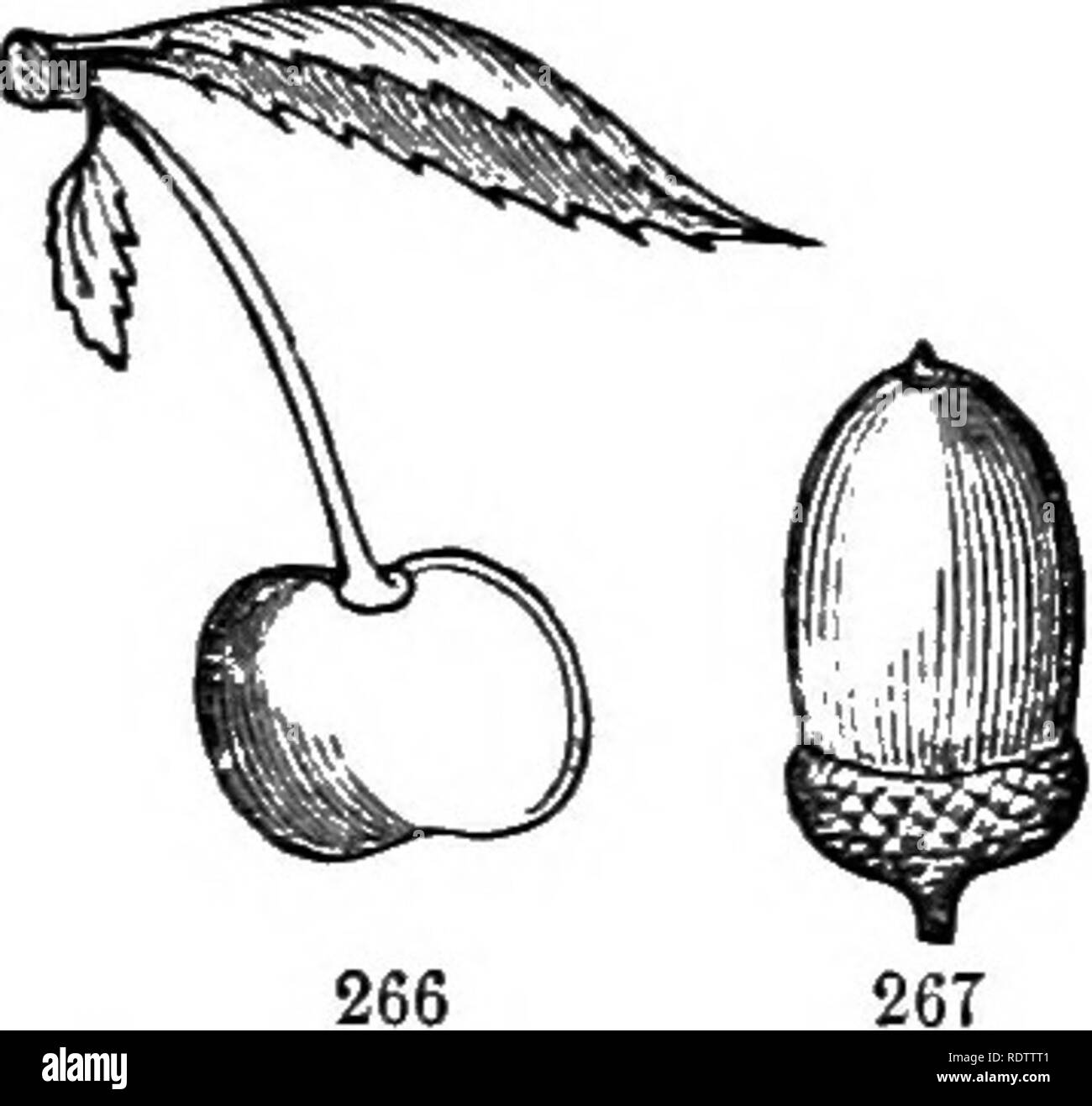 . Leaves and flowers : or, Object lessons in botany with a flora ...