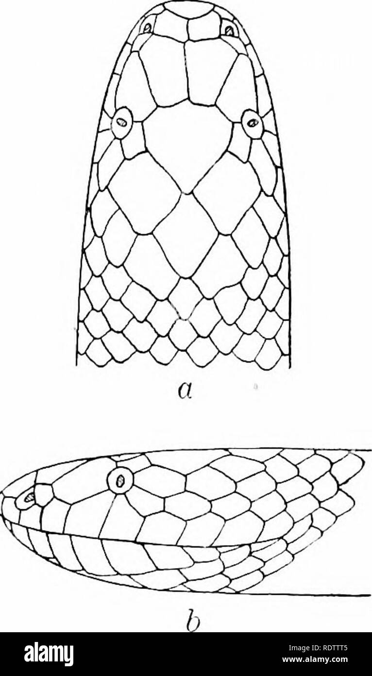 . The snakes of the Philippine Islands. Snakes. 74 SNAKES OF THE ...