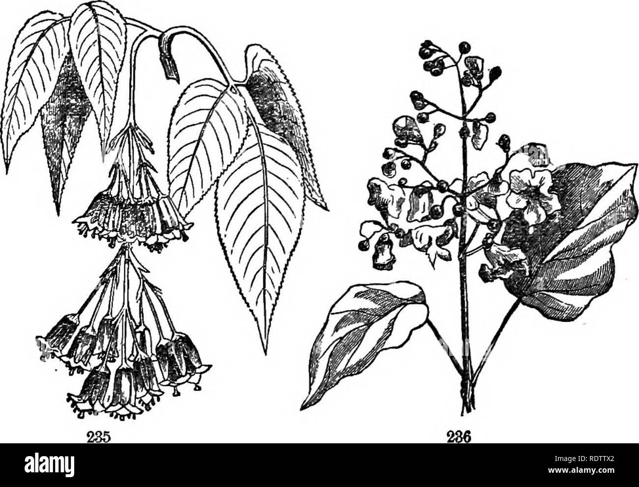 . Leaves and flowers : or, Object lessons in botany with a flora ...
