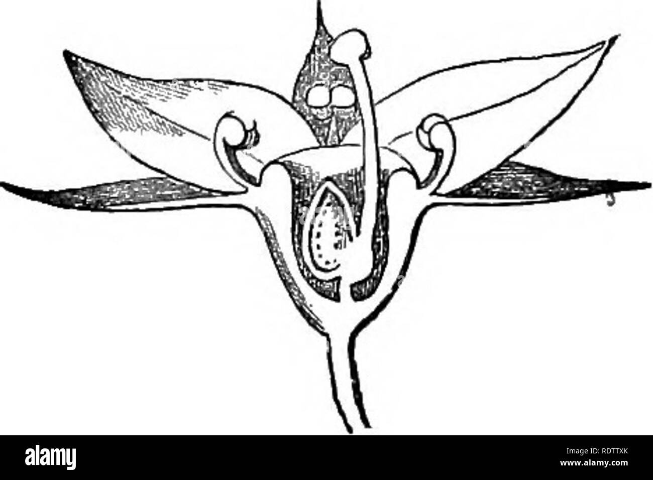 Three lobed stigma stigmas Black and White Stock Photos & Images - Alamy