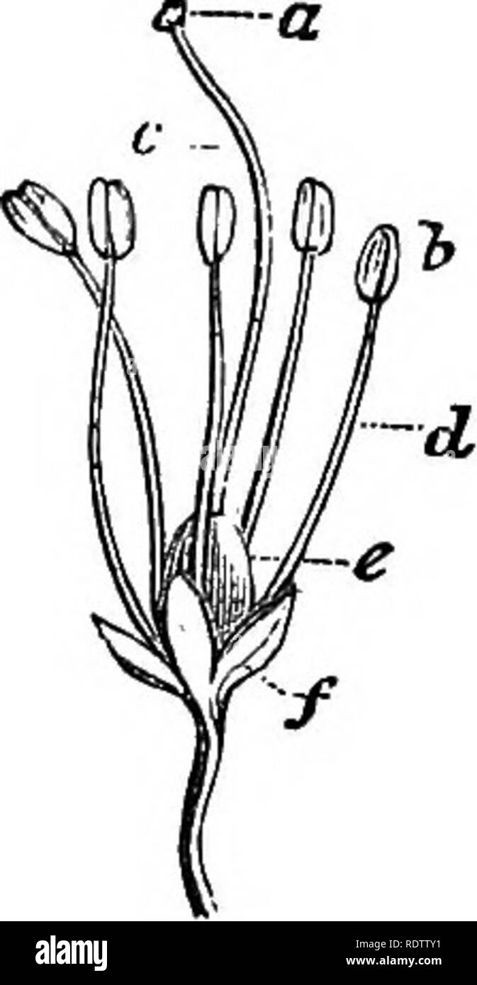 Stigma stamen Black and White Stock Photos & Images - Alamy
