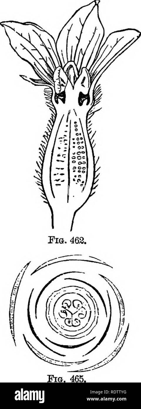 Watermelon Flower Diagram