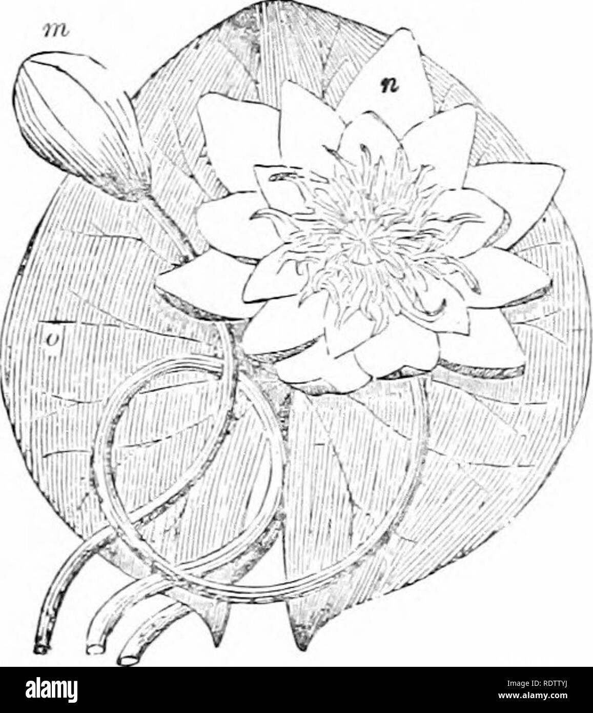 Leen flower Black and White Stock Photos & Images - Alamy