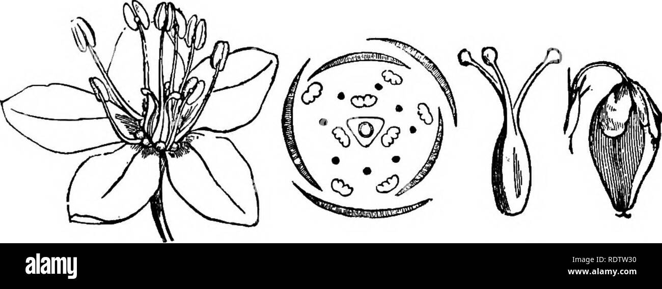 . Botany for high schools and colleges. Botany. 496 BOTANY. Order ...