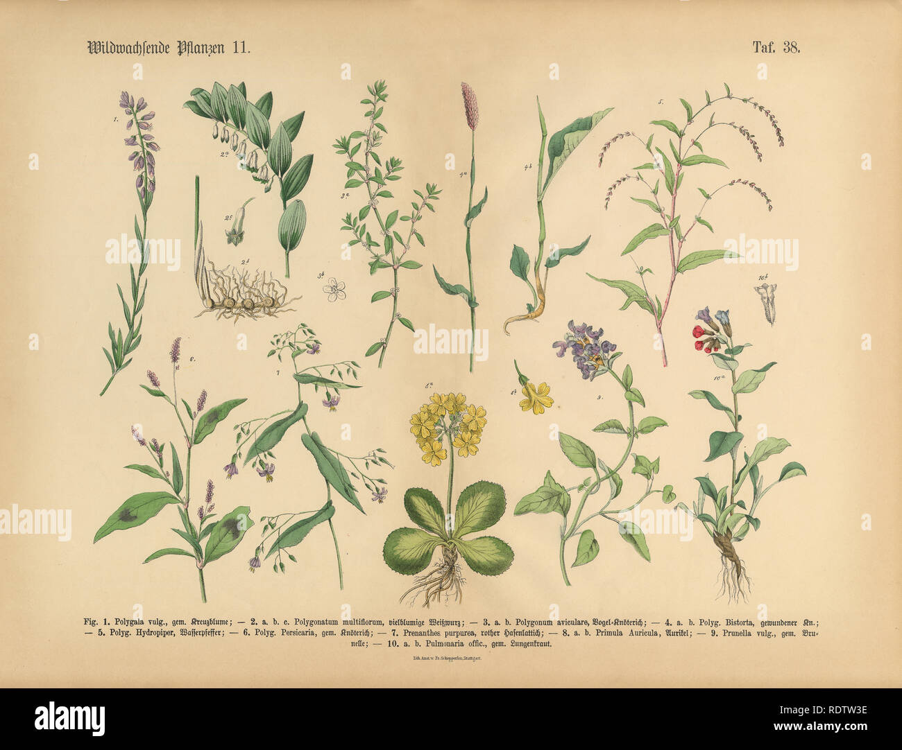 Wildflower and Medicinal Herbal Plants, Victorian Botanical ...