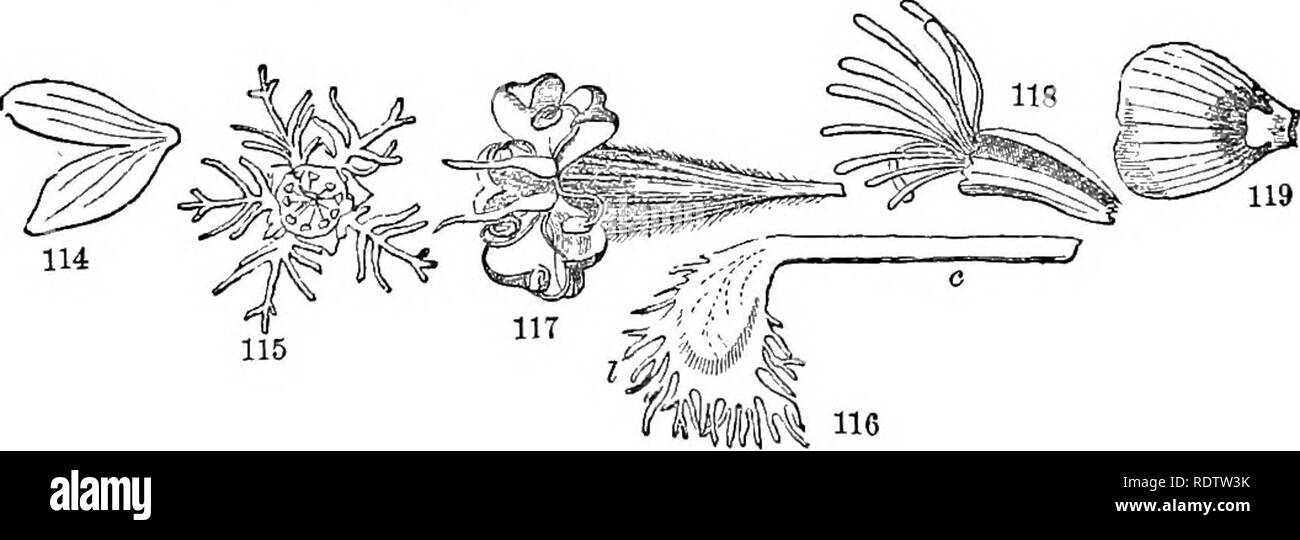 Rose sepal Black and White Stock Photos & Images - Alamy