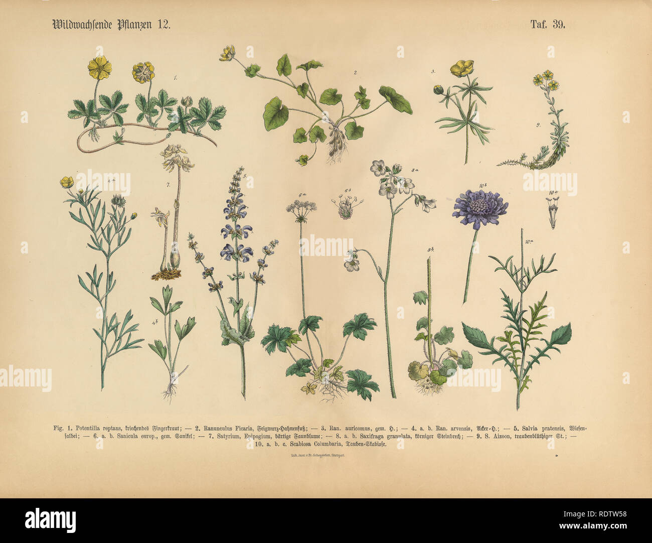 Wildflower and Medicinal Herbal Plants, Victorian Botanical ...