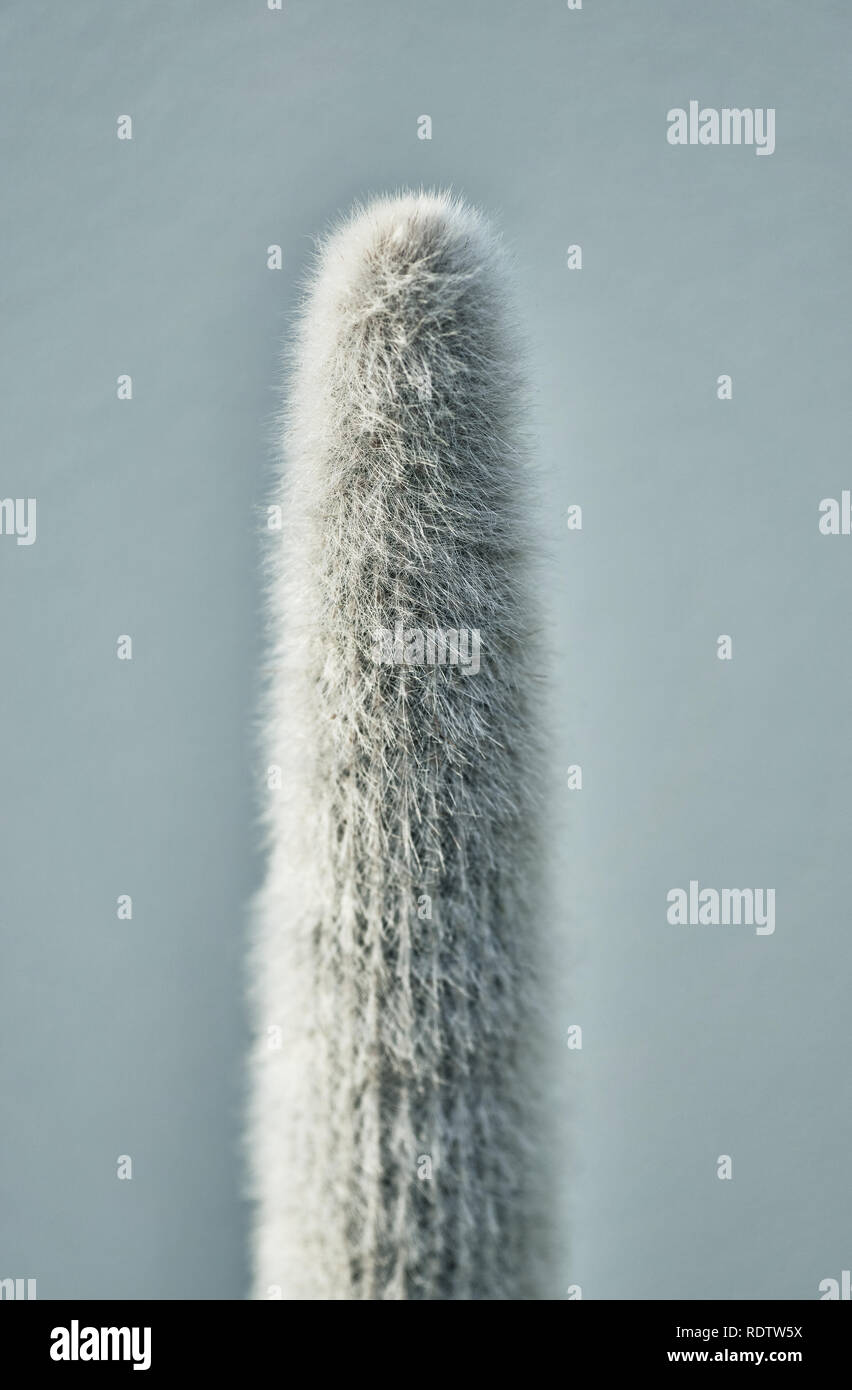 Long green cactus with short white thorns. Fluffy cactus as a succulent ...