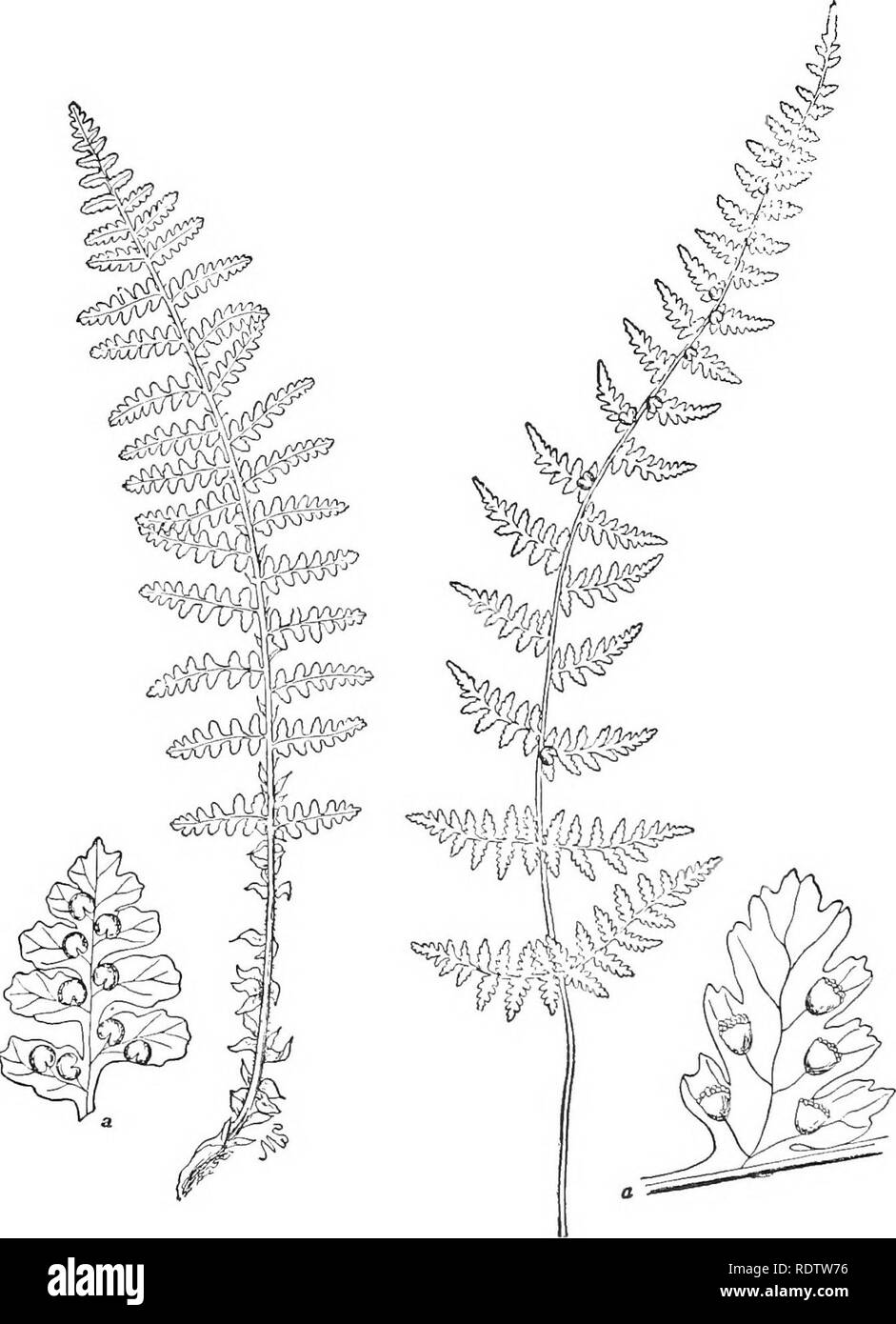 Dichotomous Venation