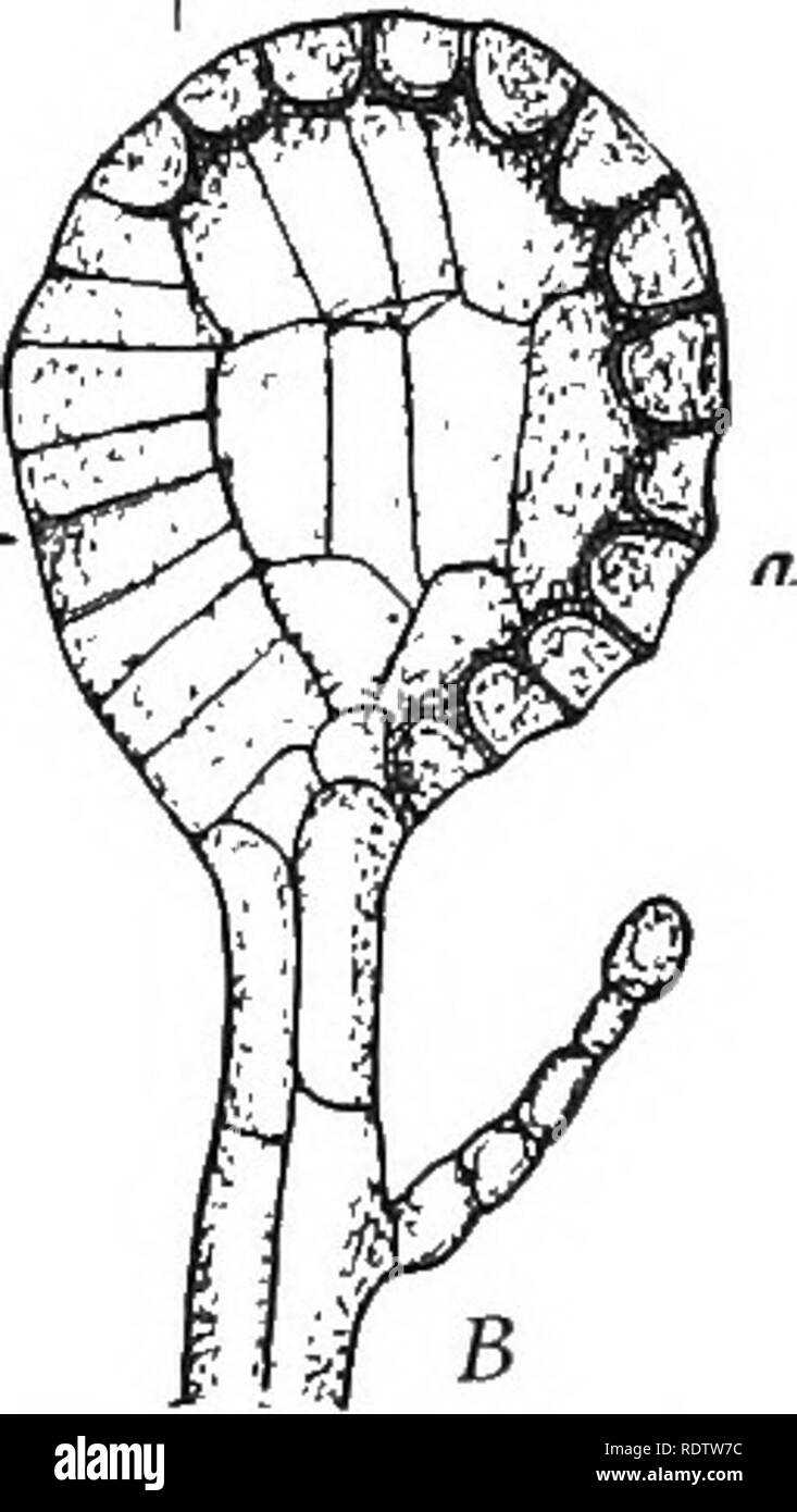 Fern growing from base hi-res stock photography and images - Alamy