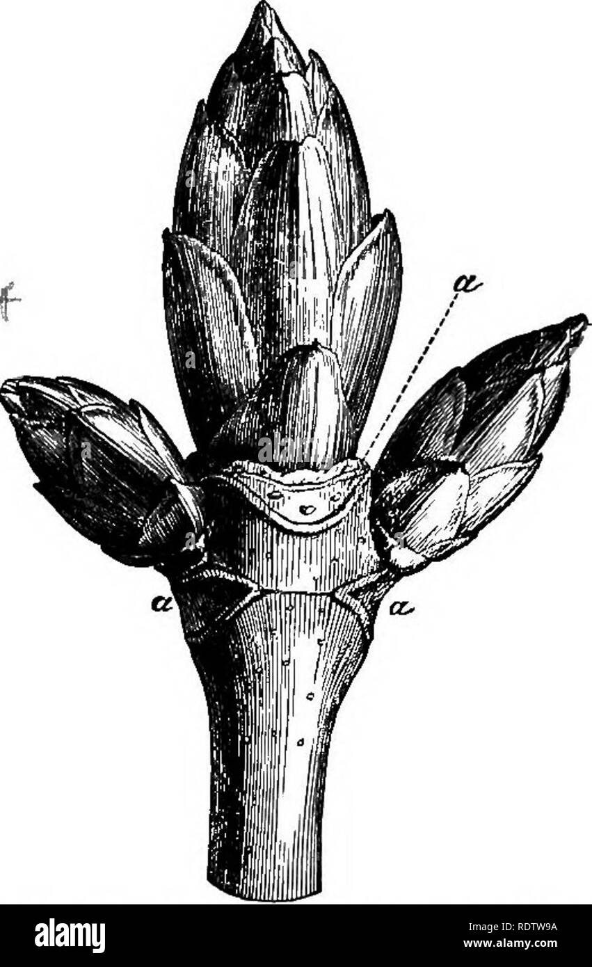 Conical Papillae High Resolution Stock Photography and Images - Alamy