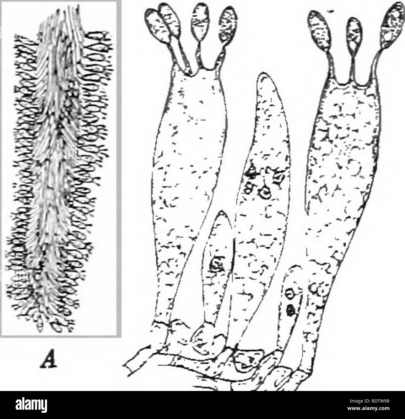 Mushroom Under Microscope Labeled