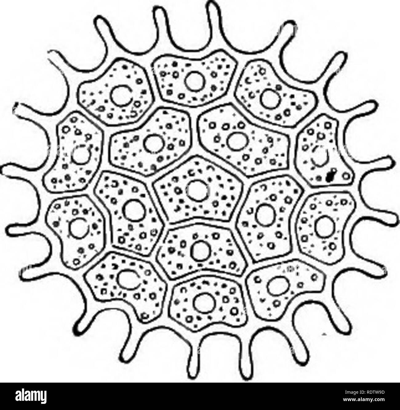 Embryonic state Black and White Stock Photos & Images - Alamy