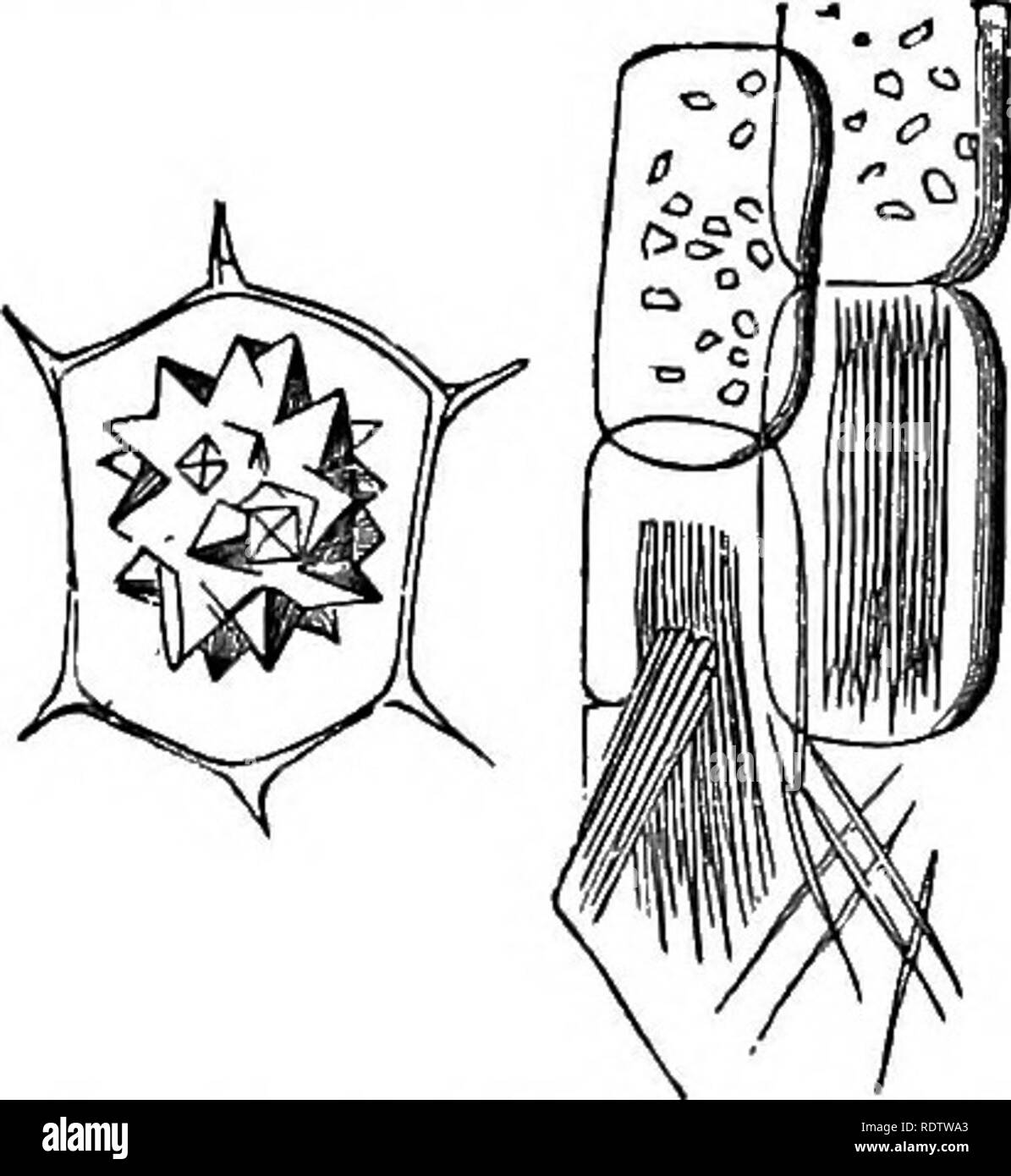 . Botany for high schools and colleges. Botany. 60 BOTANT.. 1 Mg. 46 ...