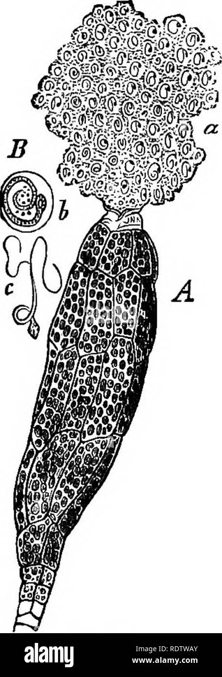 Female chum Black and White Stock Photos & Images - Alamy