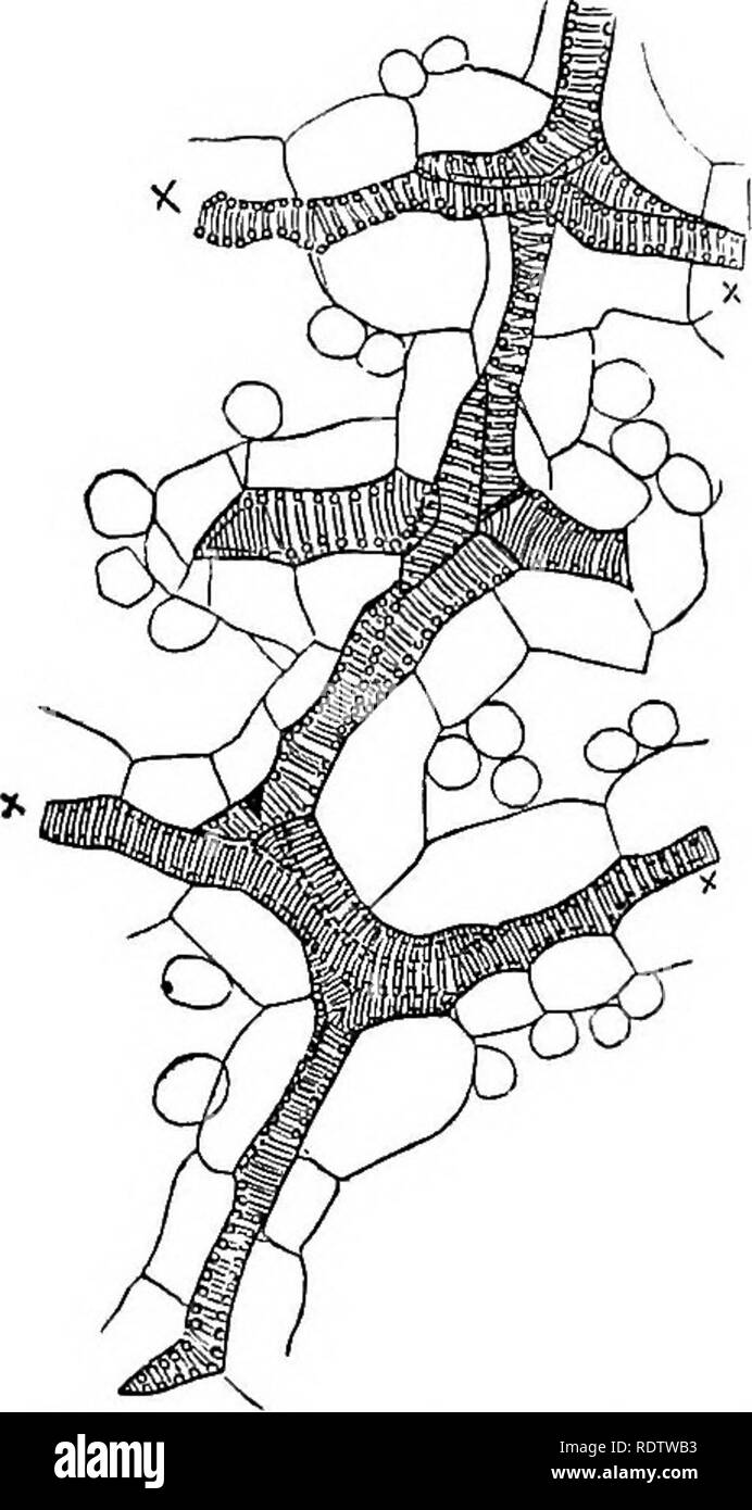 Bast fibres Black and White Stock Photos & Images - Alamy