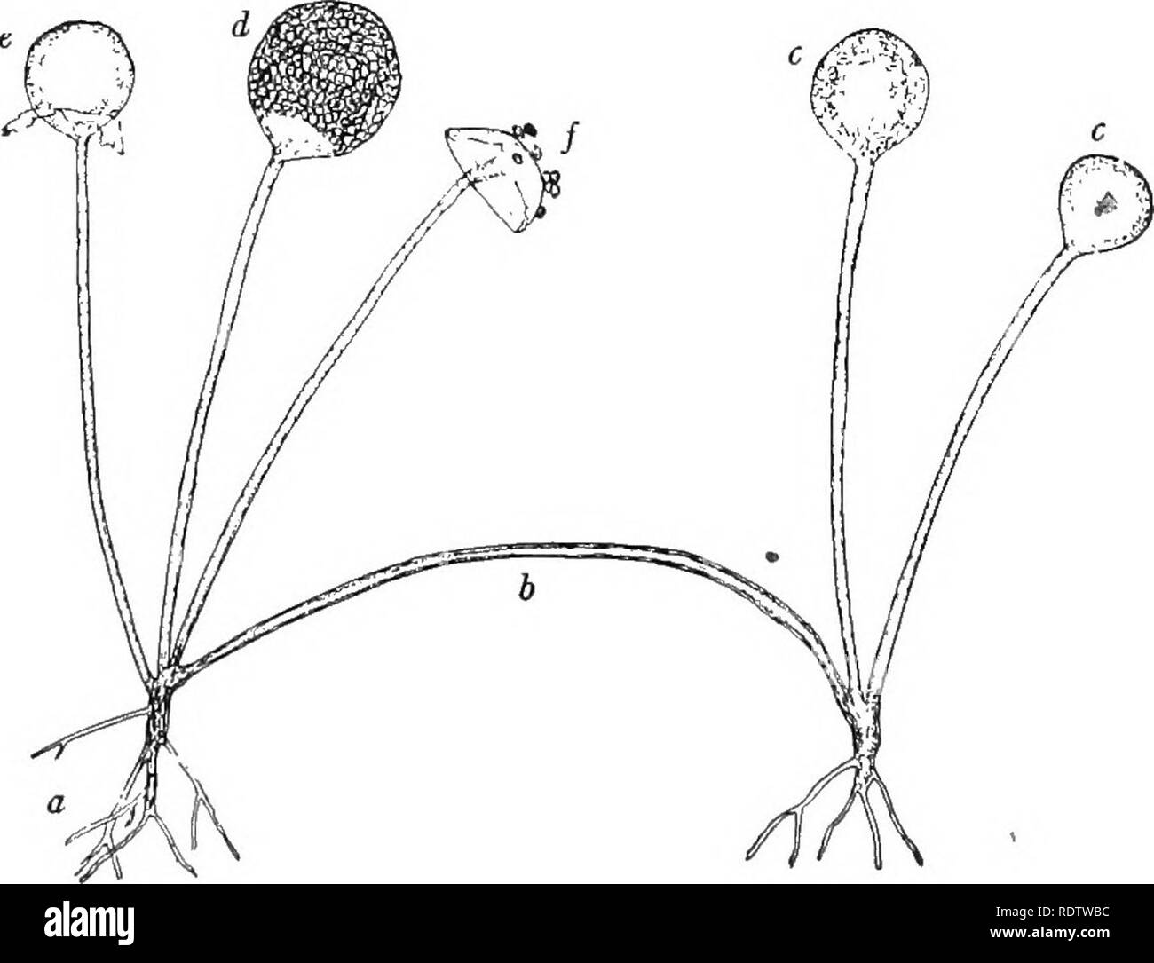 Bread Mold Under Microscope