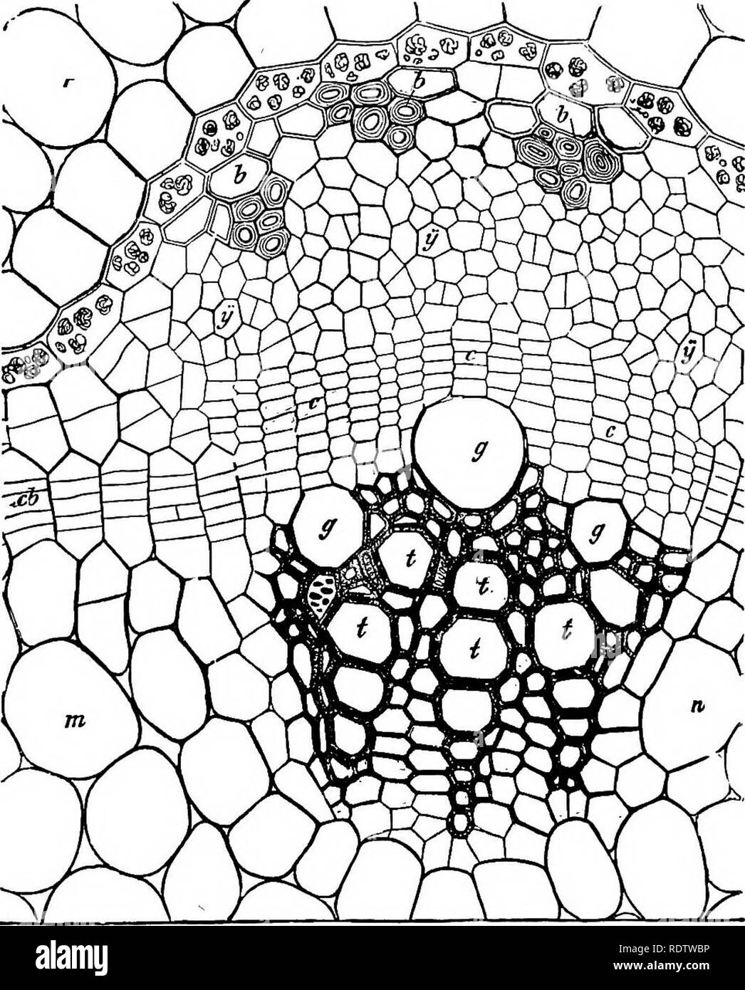 . Botany for high schools and colleges. Botany. THE FIBBO- VASCULAR ...