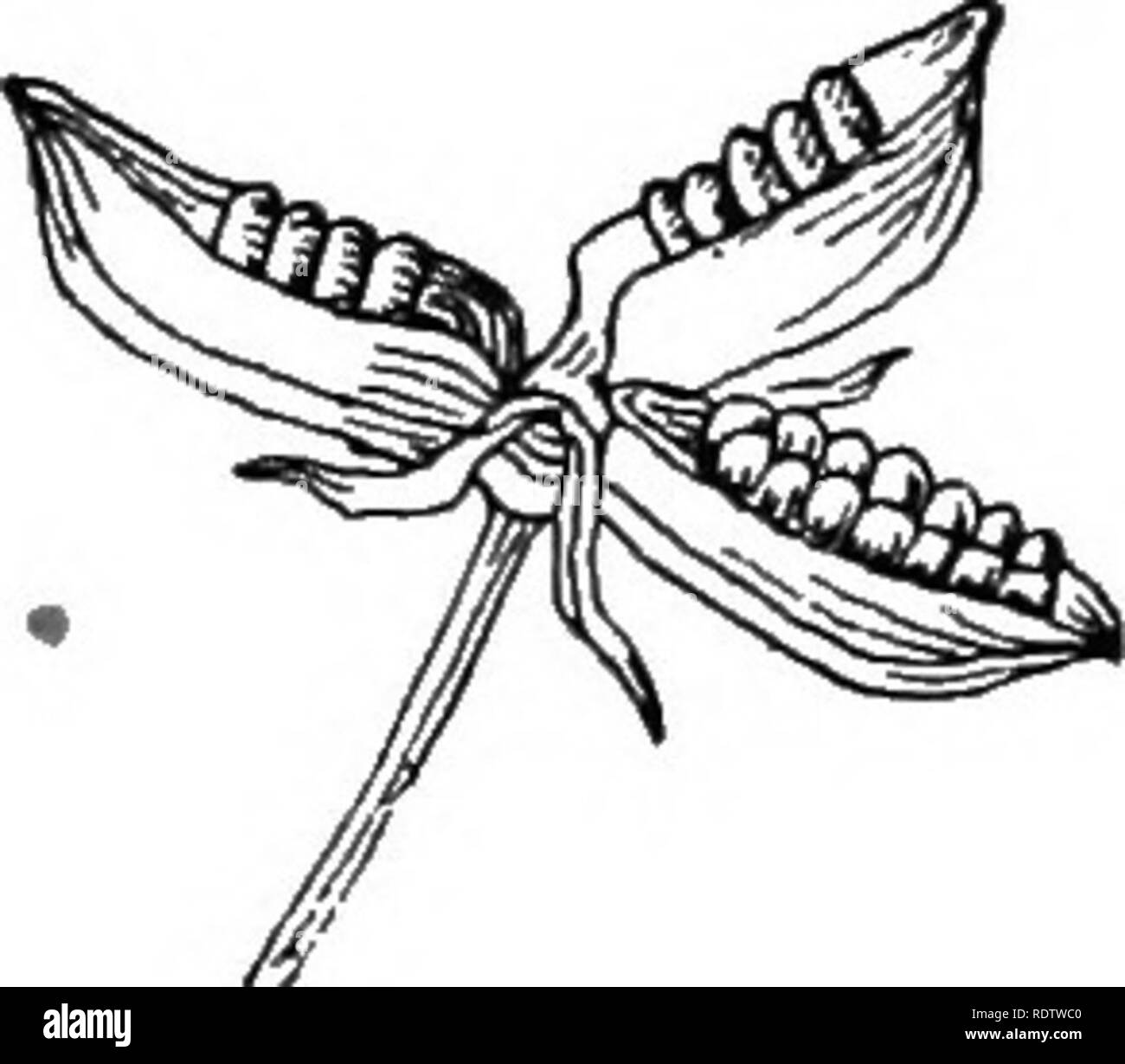 Hooked achenes Black and White Stock Photos & Images - Alamy