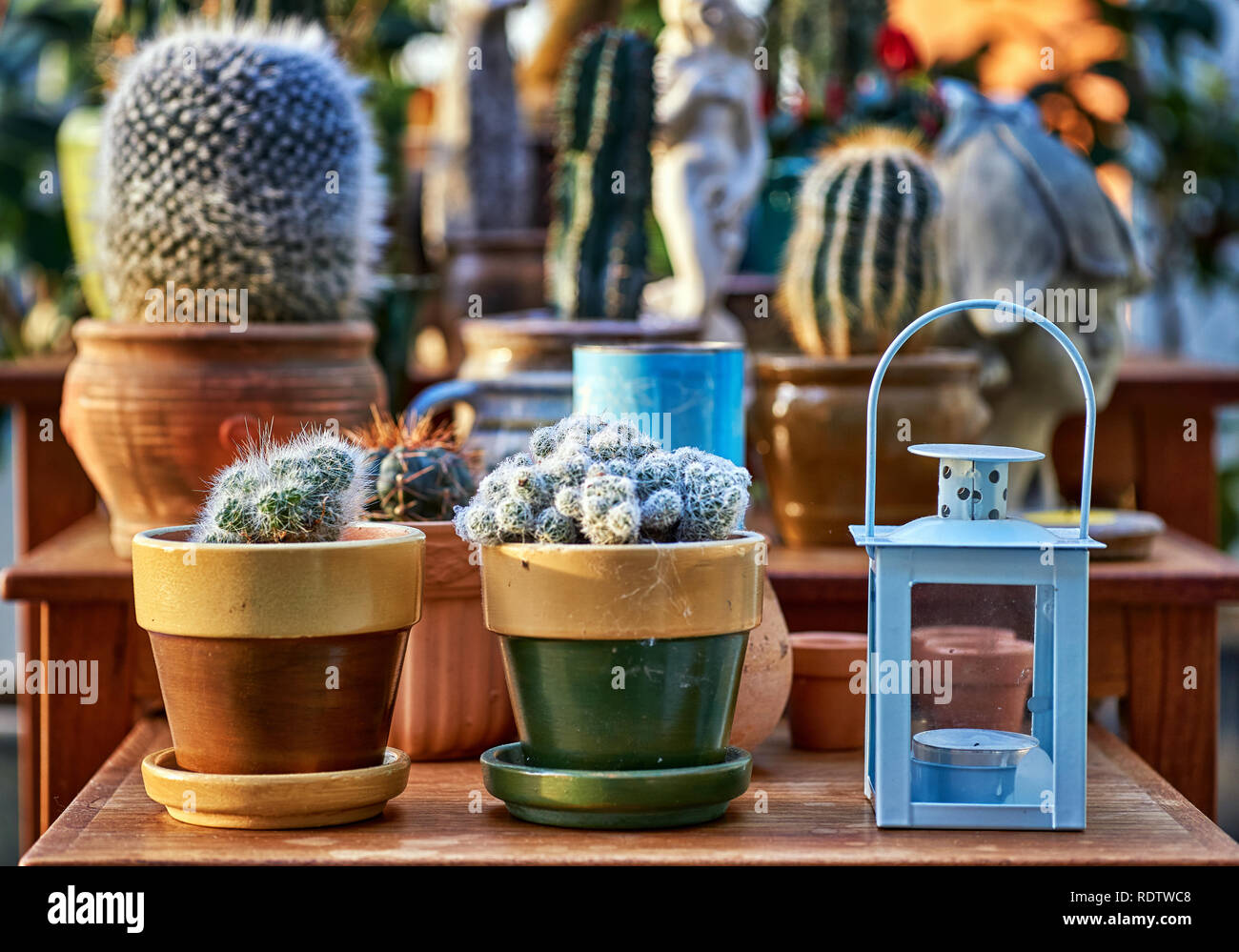 Retro cactus hi-res stock photography and images - Alamy