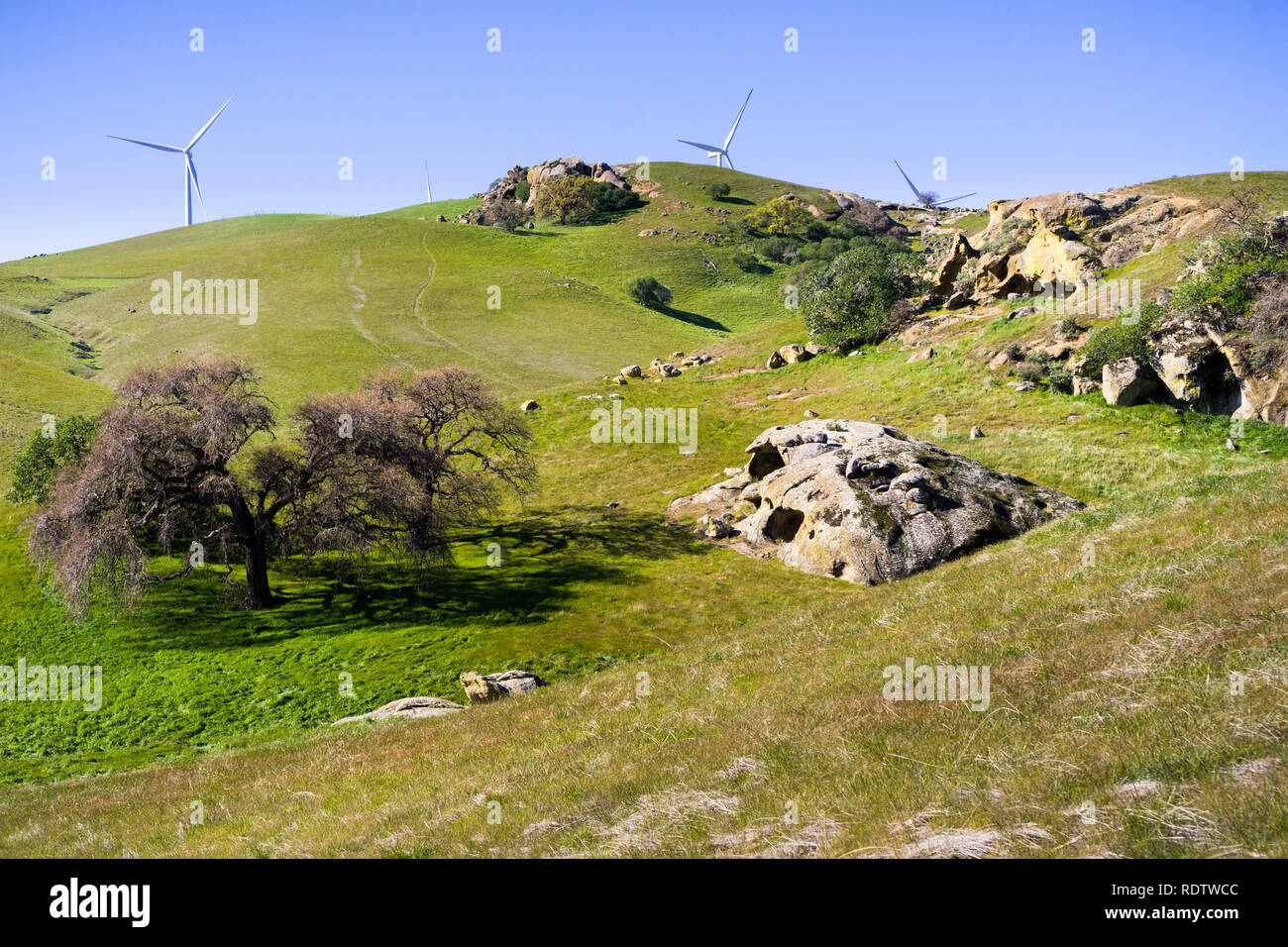 Trees with wind hi-res stock photography and images - Alamy