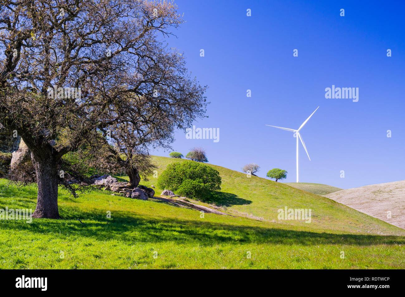 Oak trees and wind turbines in the green hills of Contra Costa county ...