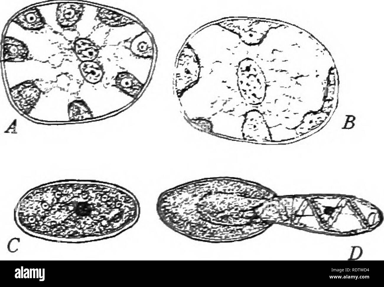 Conjugation tubes hi-res stock photography and images - Alamy