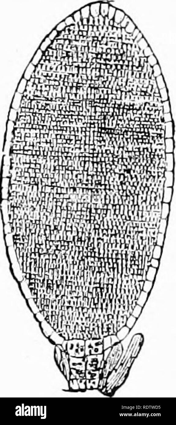 . Plants; a text-book of botany. Botany. 100 PLANT STRUCTURES. globular ...