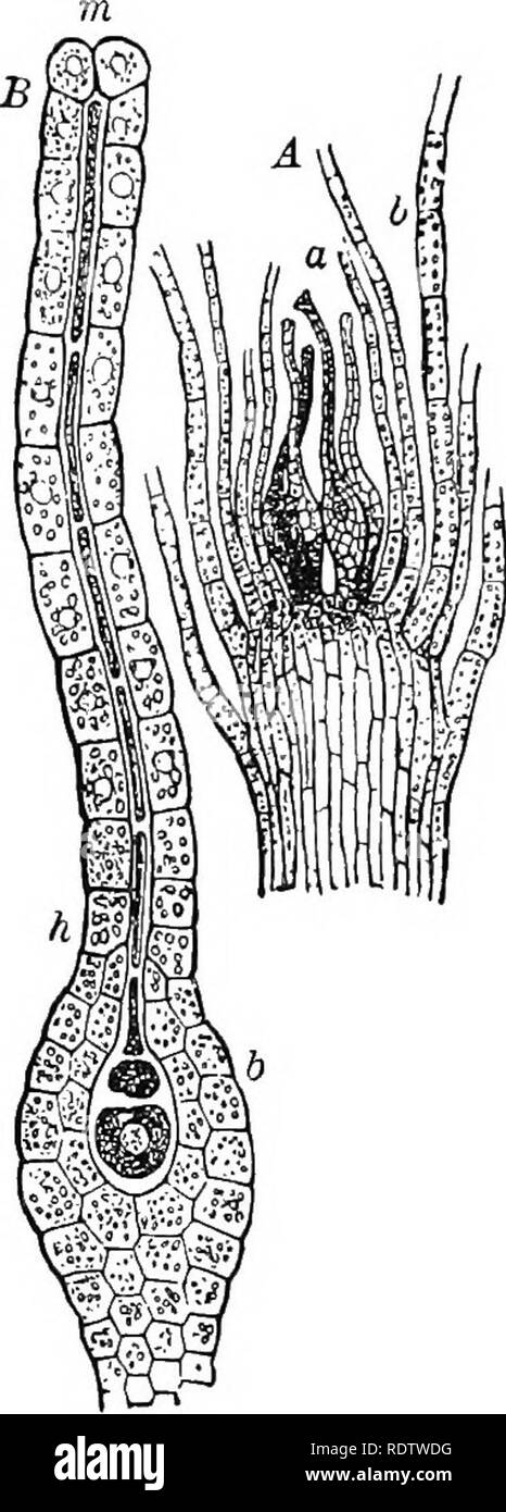Thallophytes plants hi-res stock photography and images - Alamy