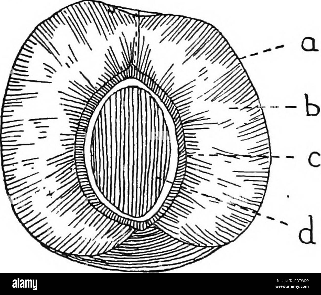 Are sometimes differentiated hi-res stock photography and images - Alamy