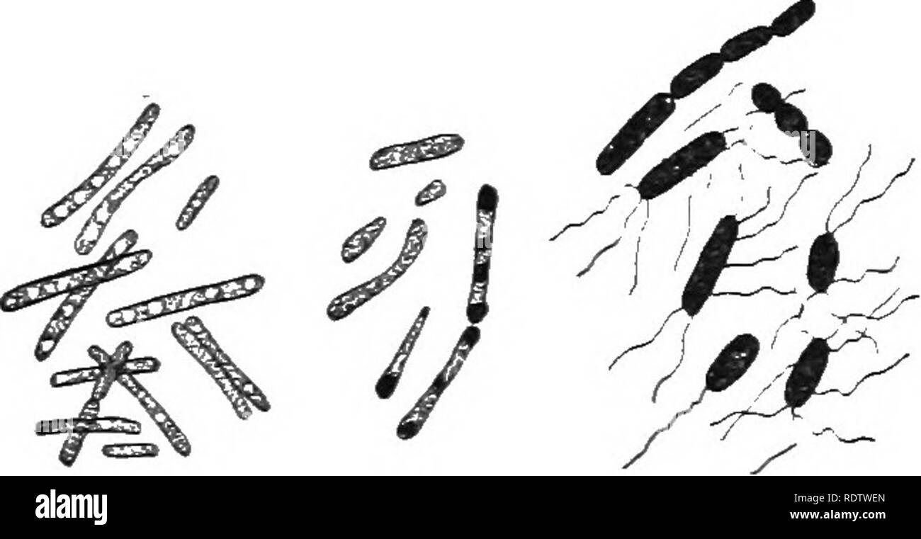 . Textbook of botany. Botany. BACTERIA 21 familiar process due to ...