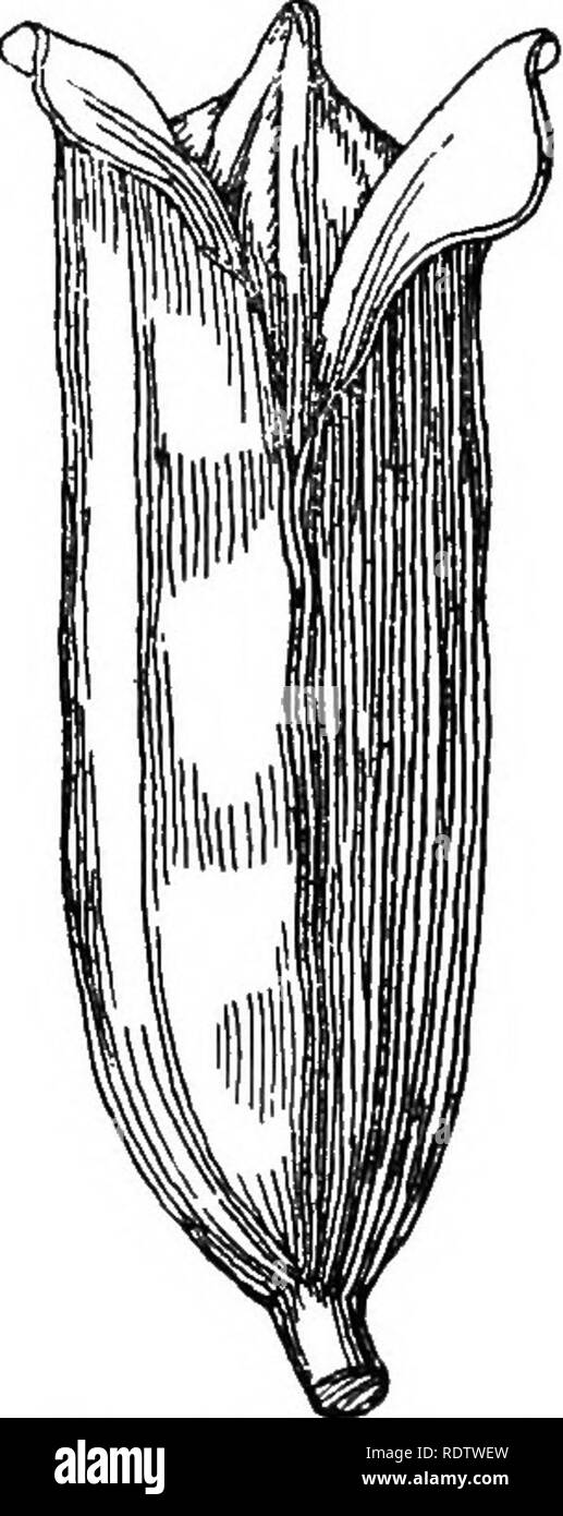 Capsular fruits Black and White Stock Photos & Images - Alamy