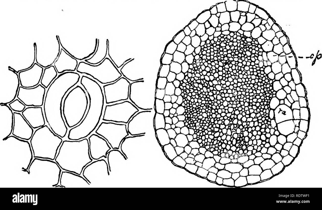 Pore structures Black and White Stock Photos & Images - Alamy