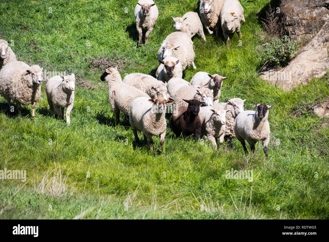 A flock of sheep running down a hill; sheep are used to keep under ...