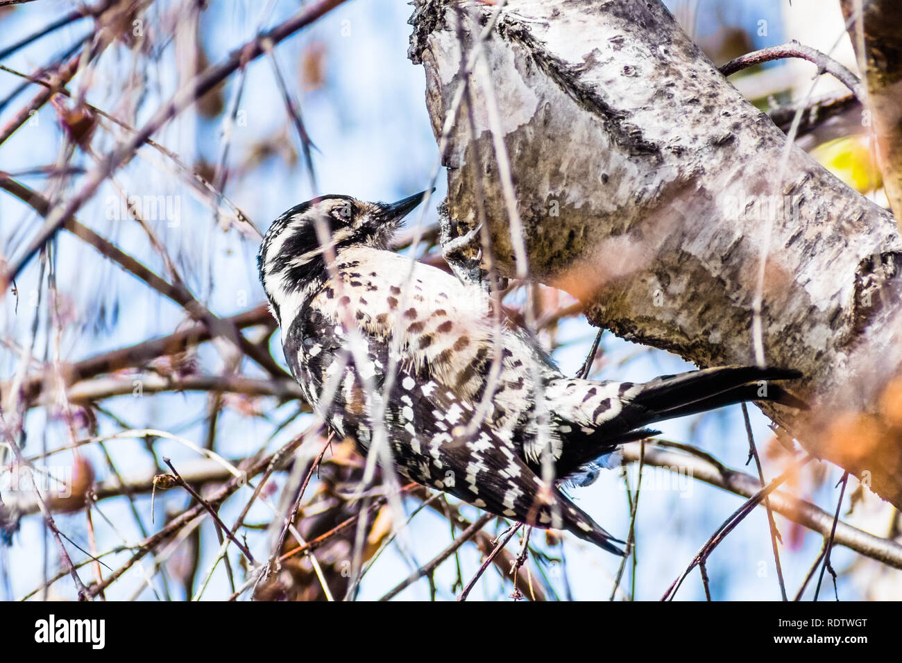 Foraging for insects hi-res stock photography and images - Alamy