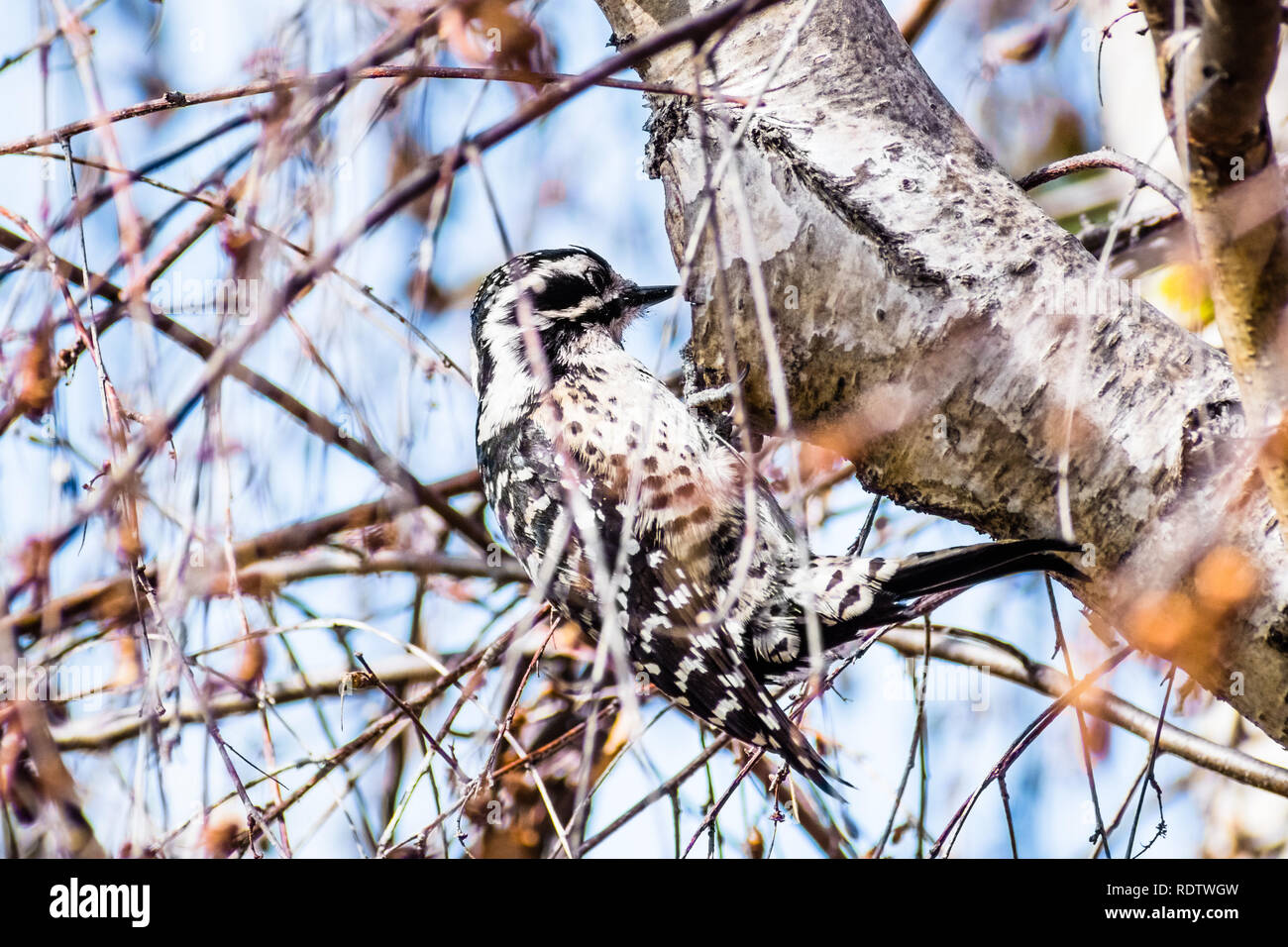 Foraging for insects hi-res stock photography and images - Alamy
