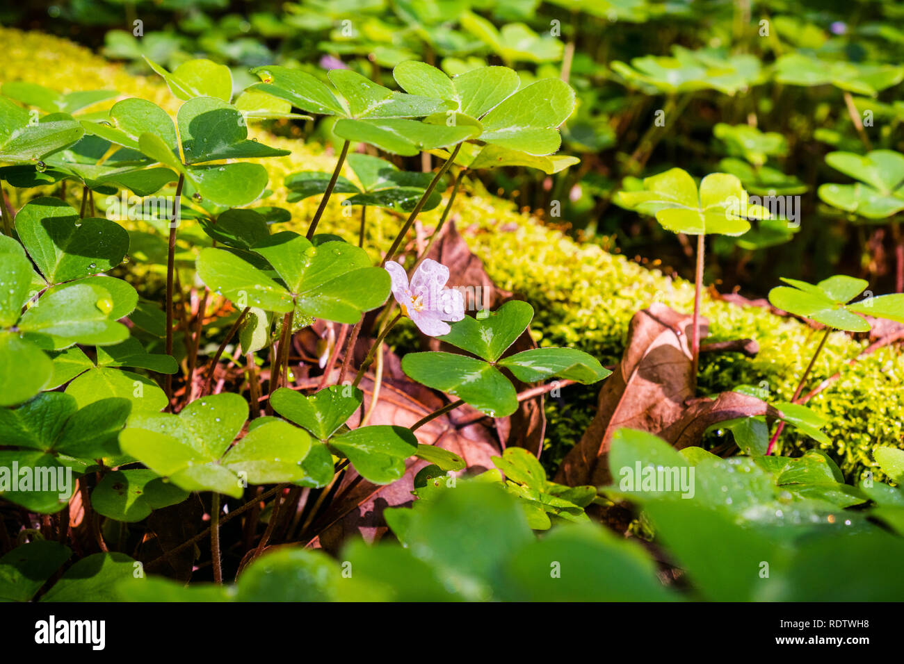 Redwood sorrel flower and leaves (Oxalis oregana) in the forests of ...
