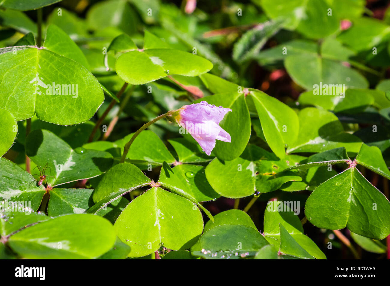Redwood sorrel flower and leaves (Oxalis oregana) in the forests of ...