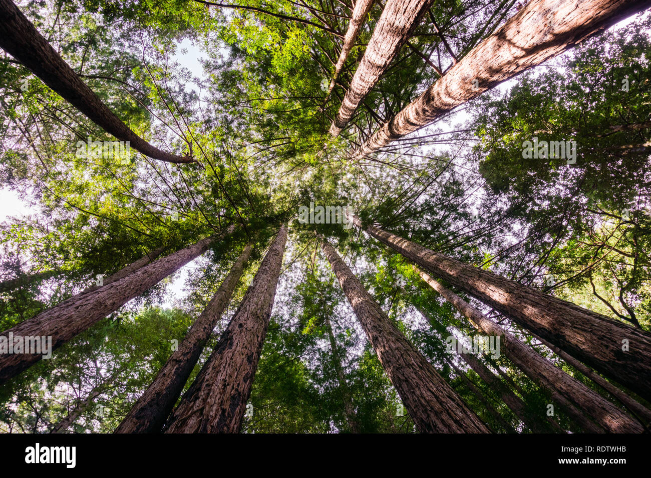 Looking up in a Redwood trees (Sequoia Sempervirens) forest, Henry ...