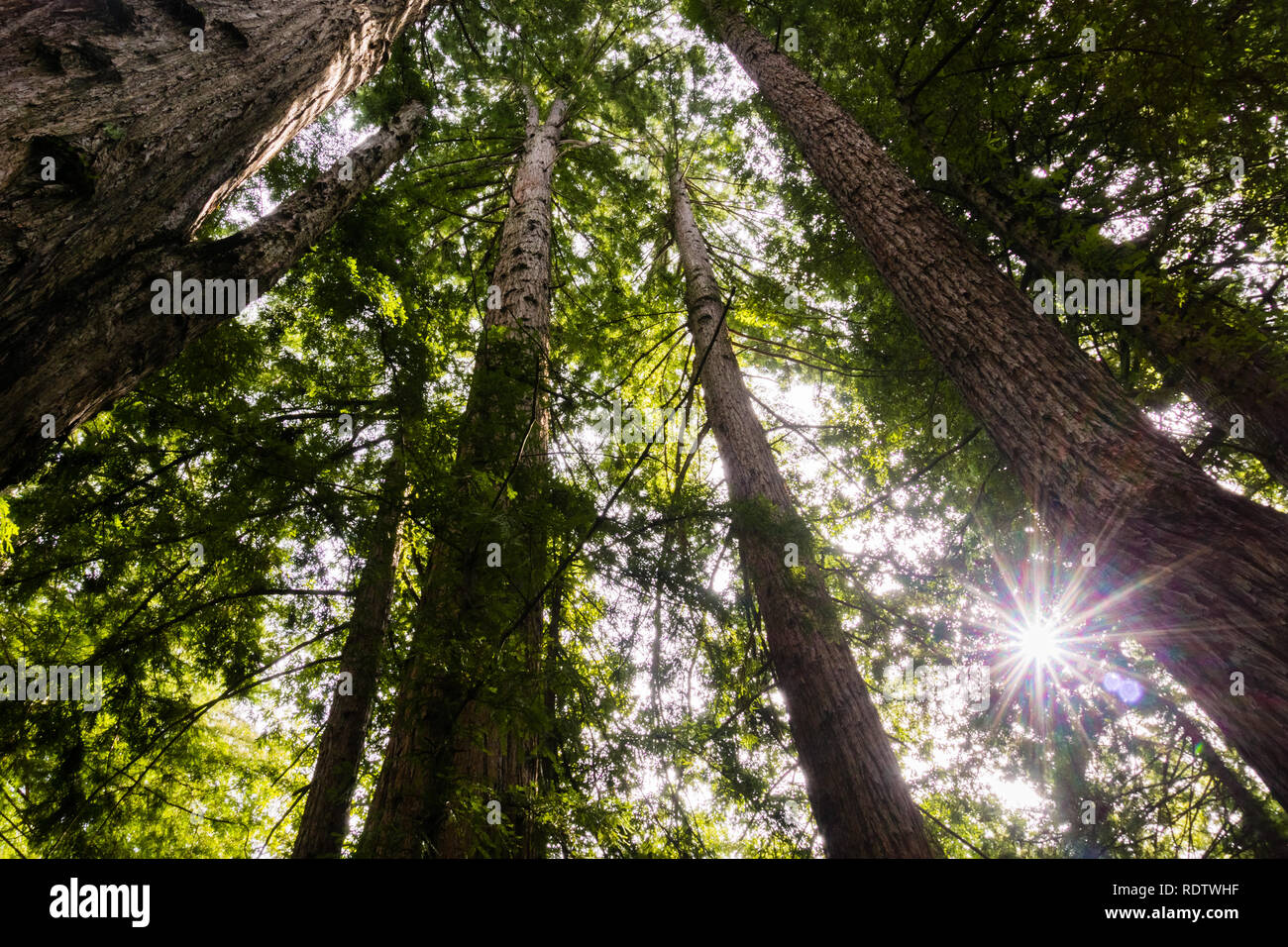 Sun shining through a Redwood trees forest (Sequoia Sempervirens) in ...