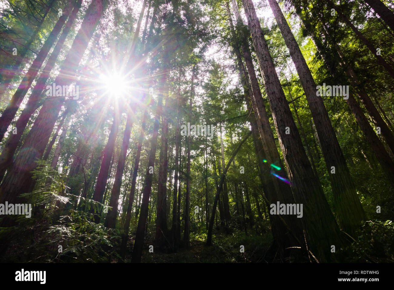 Sequoia redwood canopy hi-res stock photography and images - Alamy