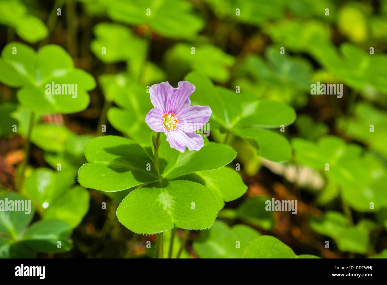 Redwood sorrel flower and leaves (Oxalis oregana) in the forests of ...