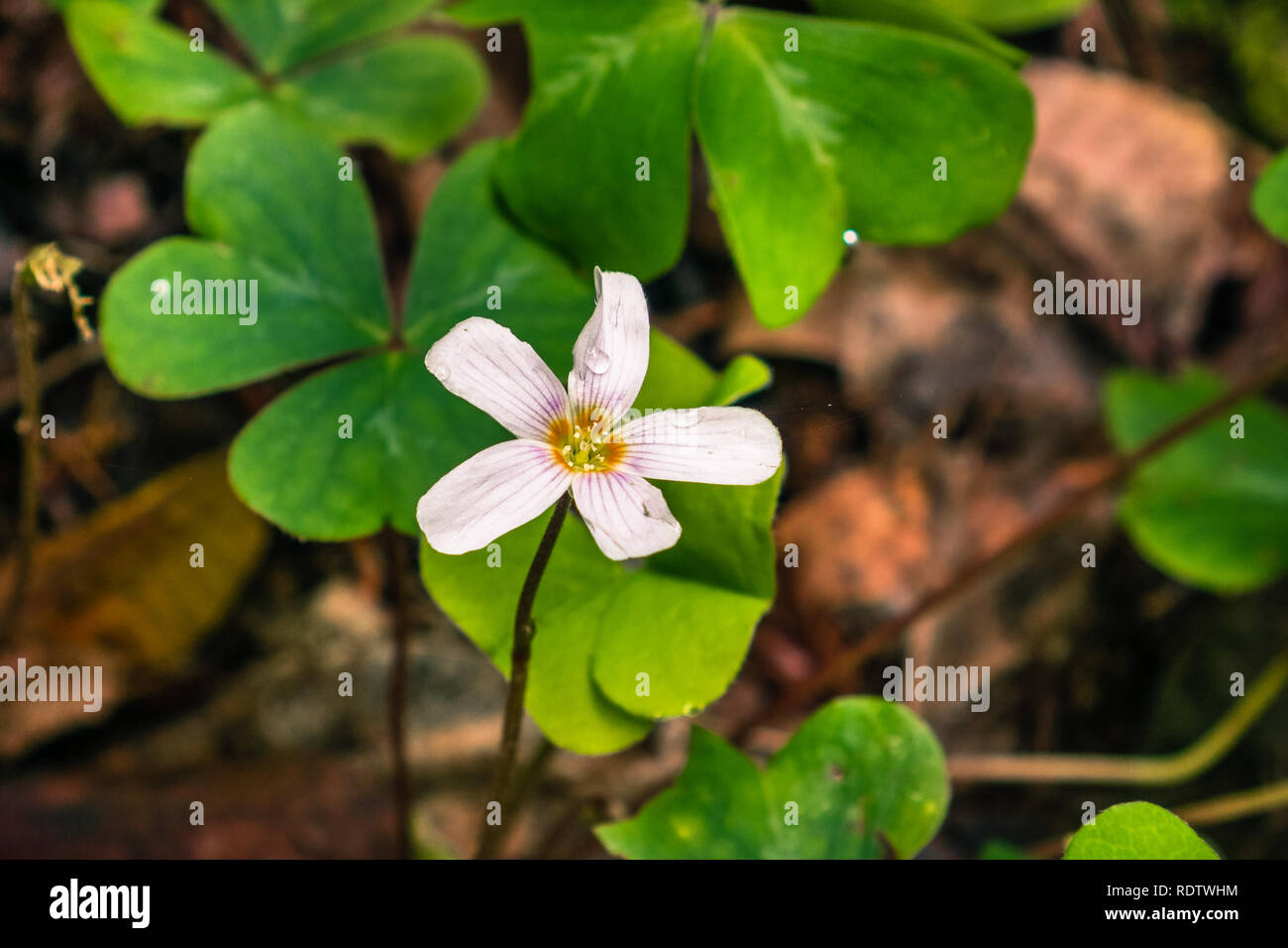 Redwood sorrel flower and leaves (Oxalis oregana) in the forests of ...