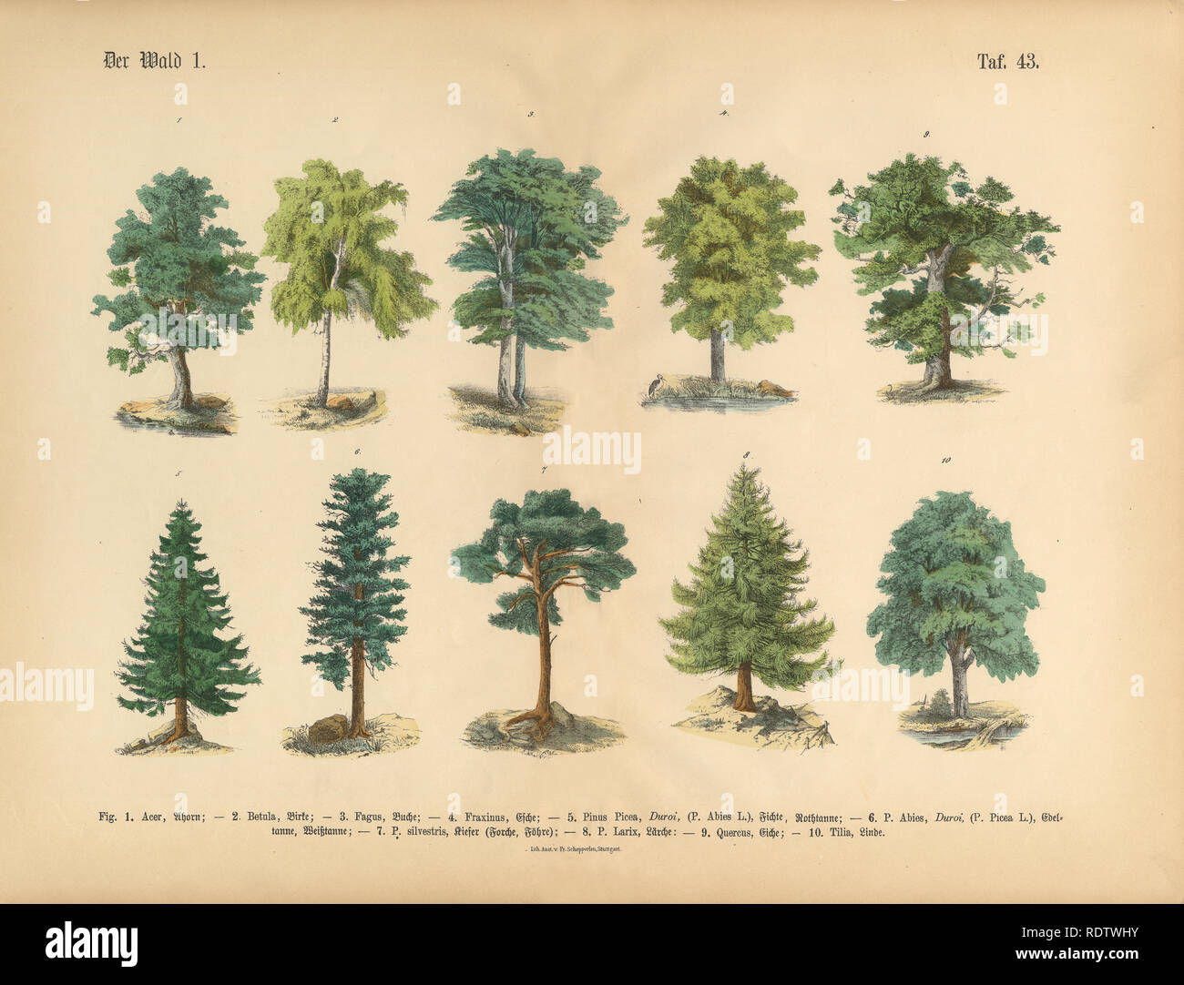 Trees in the Forest, Victorian Botanical Illustration Stock Photo - Alamy